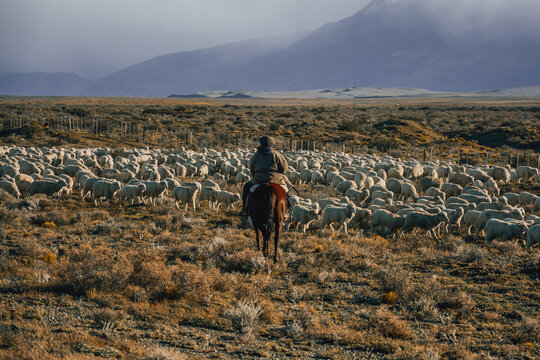 Imágenes de Arriero: descubre bancos de fotos, ilustraciones, vectores ...