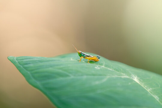 "Baby Grasshopper" Images – Browse 22 Stock Photos, Vectors, and Video ...