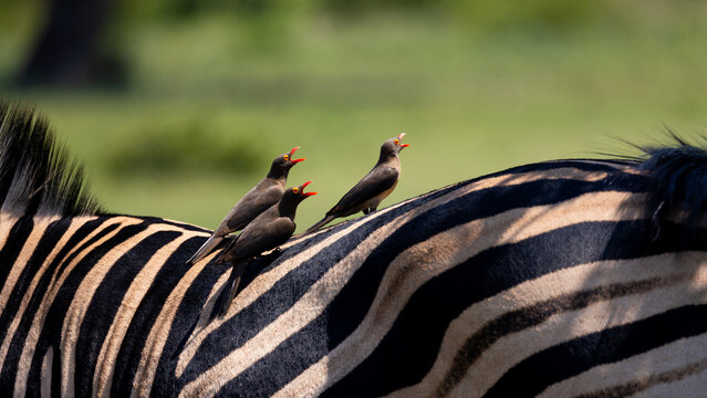 Tickbird Images – Browse 3,839 Stock Photos, Vectors, and Video | Adobe ...