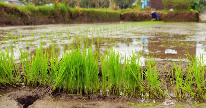 "Rice Shoots" Images – Browse 271 Stock Photos, Vectors, and Video ...