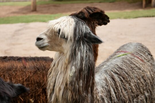Apaca Bilder – Durchsuchen 36 Archivfotos, Vektorgrafiken und Videos ...