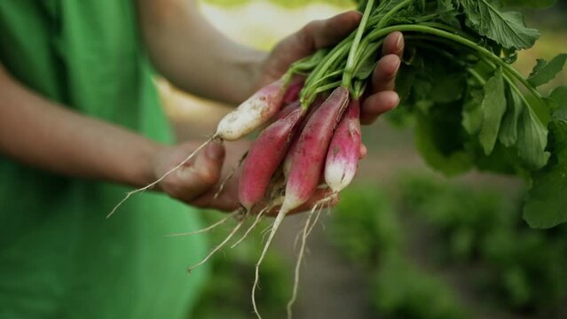 "Root Crops" Imagens – Procure 1,973 fotos, vetores e vídeos | Adobe Stock