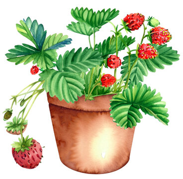 Poziomki-Bilder: Stock-Fotos & -Videos. | Adobe Stock