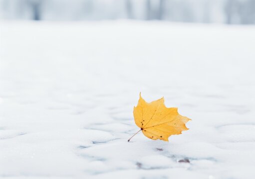 "Transparent Leaf" Images – Browse 130 Stock Photos, Vectors, and Video ...
