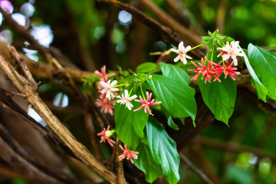 Combretaceae Images – Browse 632 Stock Photos, Vectors, and Video ...