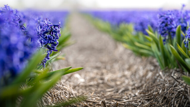 "Dutch Hyacinth" Images – Browse 6,790 Stock Photos, Vectors, and Video ...
