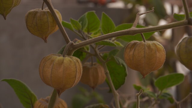 Uvilla-Bilder: Stock-Fotos & -Videos. | Adobe Stock