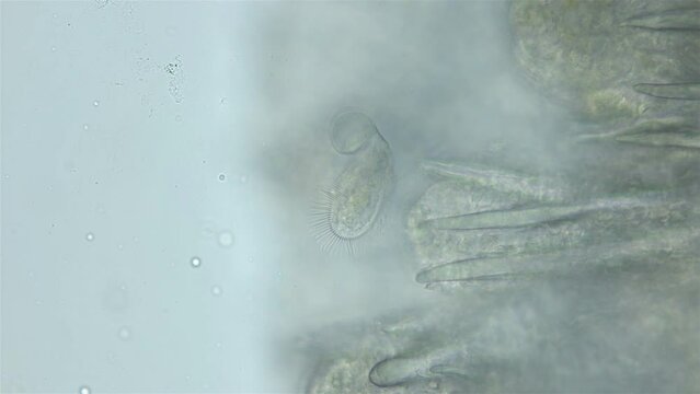 Fan-Bearer Images – Browse 9 Stock Photos, Vectors, and Video | Adobe Stock