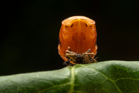 Pupas Bilder – Durchsuchen 47,410 Archivfotos, Vektorgrafiken und ...