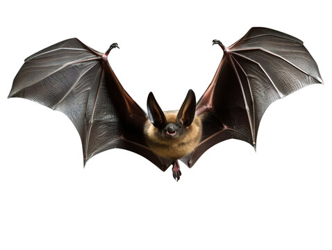 "Aerial Acrobat" Images – Browse 281 Stock Photos, Vectors, and Video ...