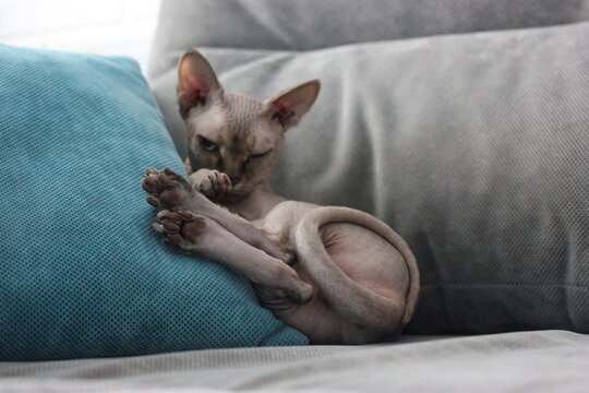 "Canadian Sphinx" Bilder – Durchsuchen 1,200 Archivfotos ...