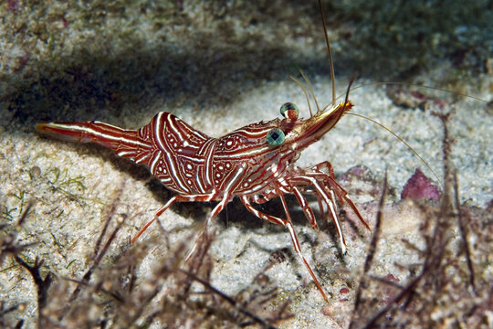 "Dancing Shrimp" Images – Browse 241 Stock Photos, Vectors, and Video ...