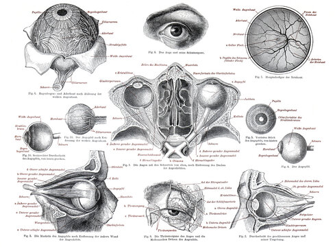 "Eye Anatomy" Images – Browse 1,045 Stock Photos, Vectors, and Video ...