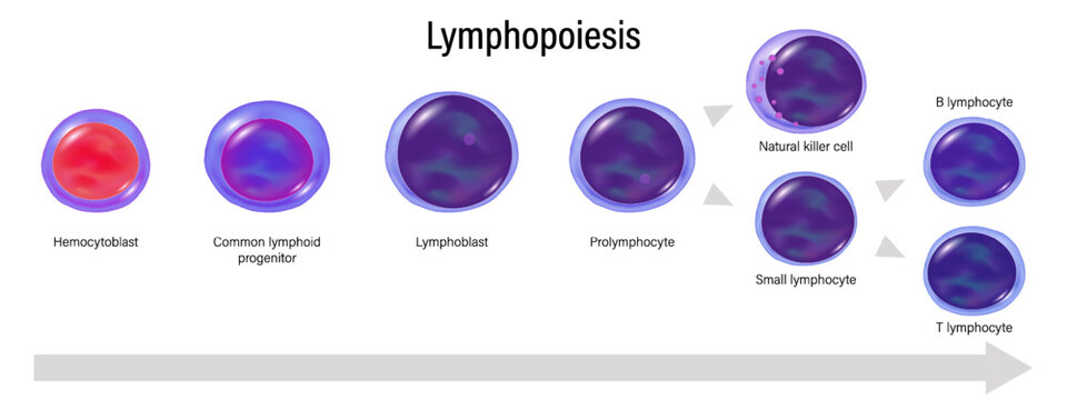 Lymphoblast Imagens – Procure 1,311 fotos, vetores e vídeos | Adobe Stock