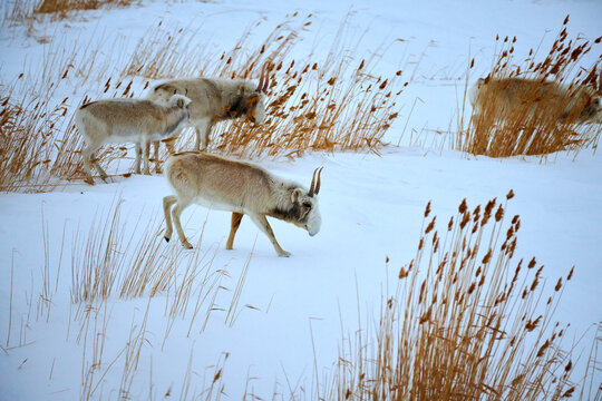 "Saiga Tatarica" Bilder – Durchsuchen 2,547 Archivfotos, Vektorgrafiken ...