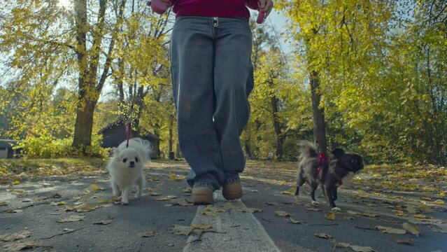 Dogs Stock Videos – 468,232 HD & 4K Footage Clips | Adobe Stock