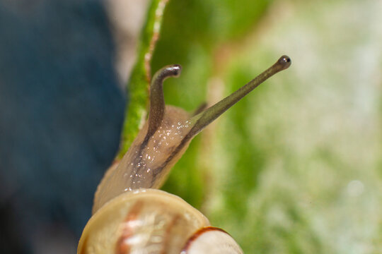 "Snail Eyes" Images – Browse 169 Stock Photos, Vectors, and Video ...