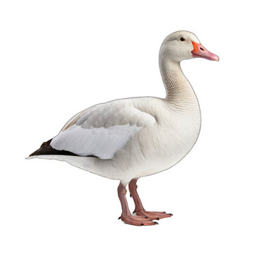 "Snow Goose" Images – Browse 9,061 Stock Photos, Vectors, and Video ...
