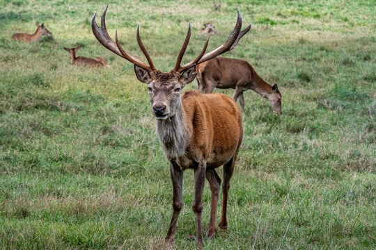 Cervi Images – Browse 905 Stock Photos, Vectors, and Video | Adobe Stock