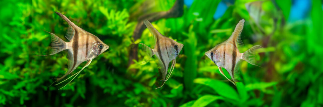 "Freshwater Angelfish" Images – Browse 6,435 Stock Photos, Vectors, and ...