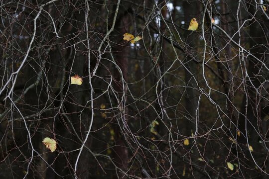 "Tangled Branches" Images – Browse 54 Stock Photos, Vectors, and Video ...