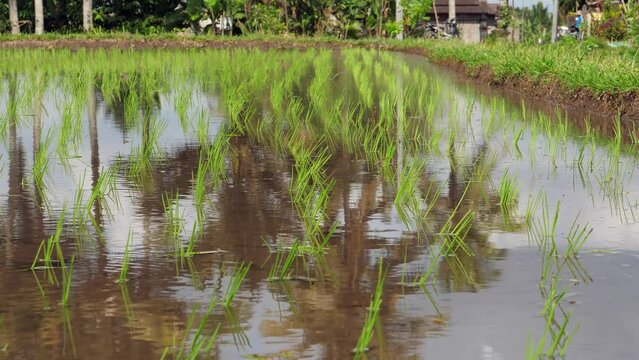 Riziculture Images – Parcourir 3,880 le catalogue de photos, vecteurs ...