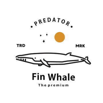 "Fin Whale"-Bilder: Stock-Fotos & -Videos. | Adobe Stock