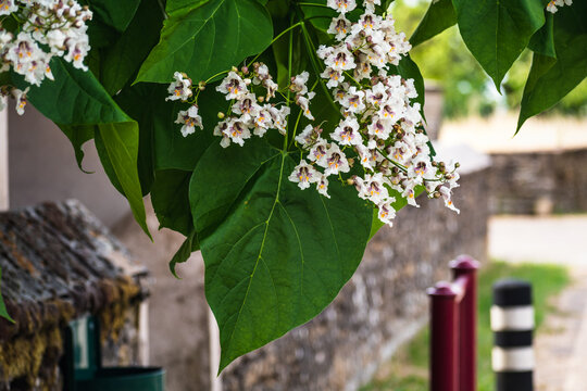 "Cigar Tree" Images – Browse 206 Stock Photos, Vectors, and Video ...