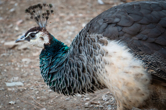 Askania-Nova Bilder – Durchsuchen 1,102 Archivfotos, Vektorgrafiken und ...