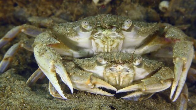 Portunus Bilder – Durchsuchen 1,084 Archivfotos, Vektorgrafiken und ...