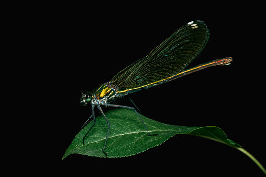 Calopterygidae Bilder – Durchsuchen 3,104 Archivfotos, Vektorgrafiken ...