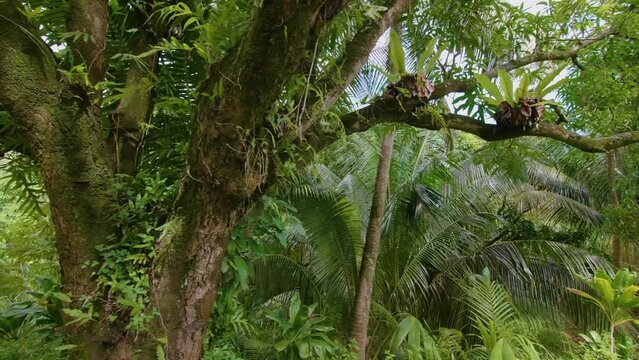 Rhomboidea Images – Browse 17 Stock Photos, Vectors, and Video | Adobe ...