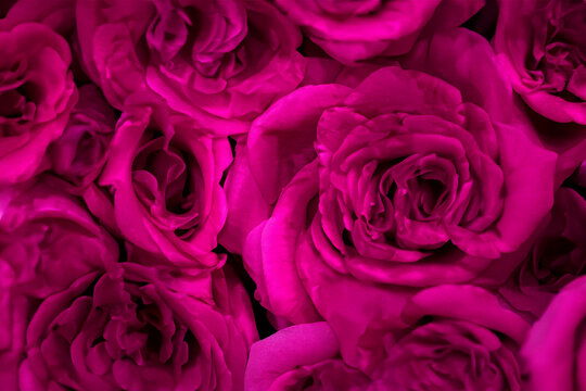 "Bouquet De Fleurs" Images – Browse 3,137 Stock Photos, Vectors, and Video | Adobe Stock