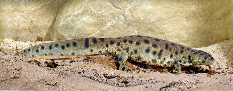 Gallipato-Bilder: Stock-Fotos & -Videos. | Adobe Stock