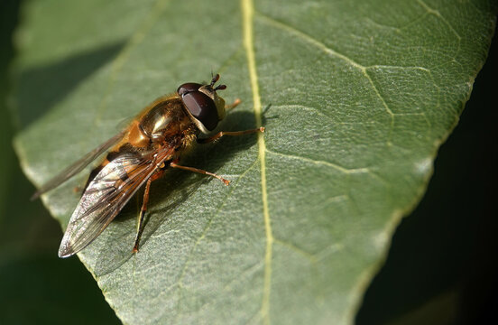 Hoverflies Bilder – Durchsuchen 25,373 Archivfotos, Vektorgrafiken und ...