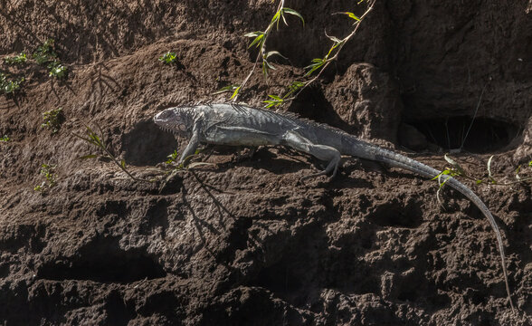 Ctenosaura Imagens – Procure 1,179 fotos, vetores e vídeos | Adobe Stock