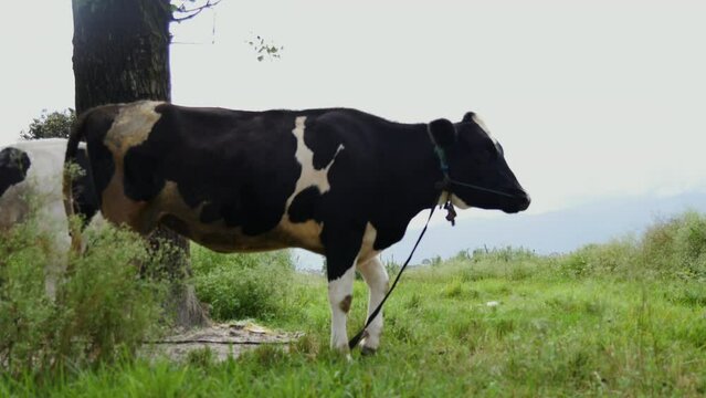 "Cow Standing" Images – Browse 549 Stock Photos, Vectors, and Video ...