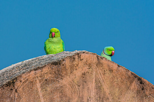 "Kramer Images – Browse 649 Stock Photos, Vectors, and Video | Adobe Stock