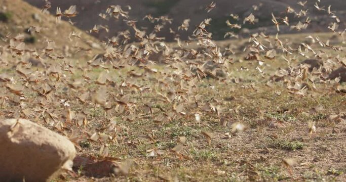 "Migratory Locust" Images – Browse 1,494 Stock Photos, Vectors, and ...