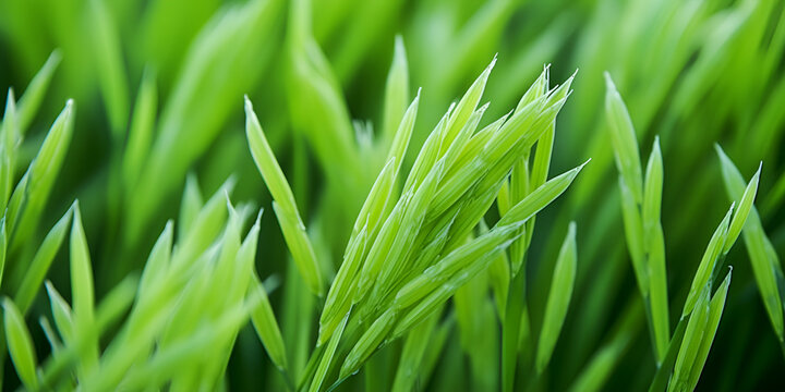 "Meadow Texture" Images – Browse 73 Stock Photos, Vectors, and Video ...