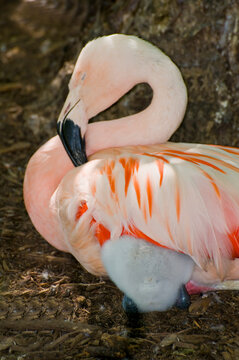 Flaminglet Images – Browse 30 Stock Photos, Vectors, and Video | Adobe ...