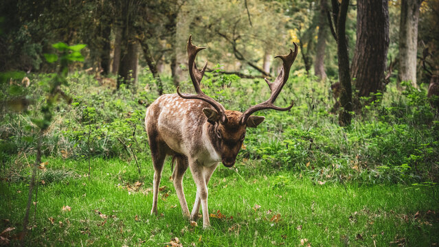 Buck Animal Wallpaper