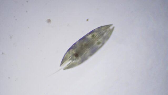 Ostracod Bilder – Durchsuchen 2,271 Archivfotos, Vektorgrafiken und ...