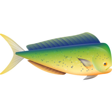 「Mahi-Mahi」の写真素材 | 10,780件の無料イラスト画像 | Adobe Stock