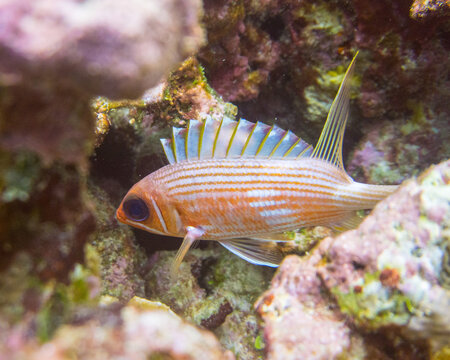 "Squirrel Fish" Images – Browse 367 Stock Photos, Vectors, and Video ...