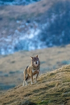 "Canis Lupus Lupus" Bilder – Durchsuchen 4,980 Archivfotos ...