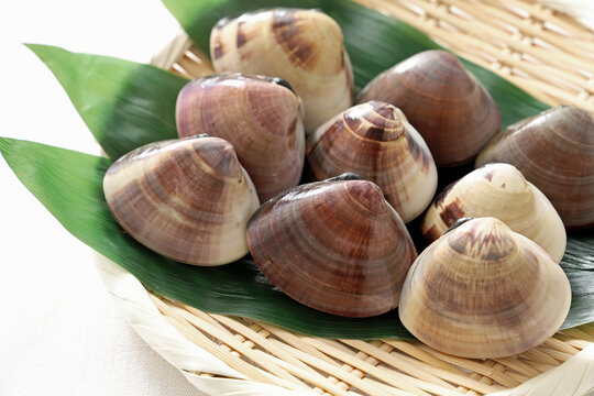 รูปภาพHamaguri – เลือกดูภาพถ่ายสต็อก เวกเตอร์ และวิดีโอ2,996 | Adobe Stock