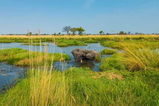 "Okavango Delta" Images – Browse 12,747 Stock Photos, Vectors, and ...
