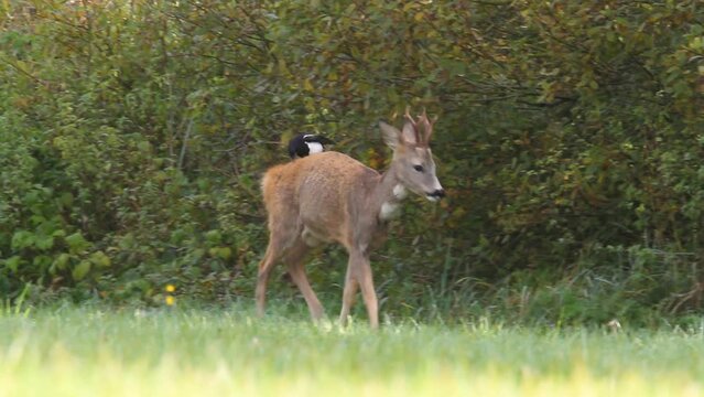 "Roe Buck" Images – Browse 3,008 Stock Photos, Vectors, and Video ...