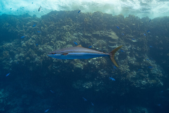 "Rainbow Runner" Images – Browse 1,889 Stock Photos, Vectors, and Video ...